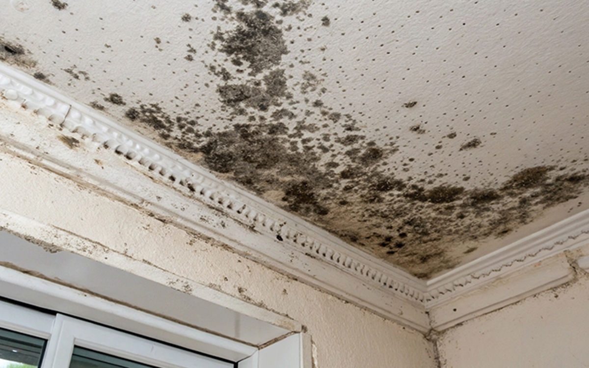 2025 update to Awaab’s Law: Quicker response time for damp and mould ...